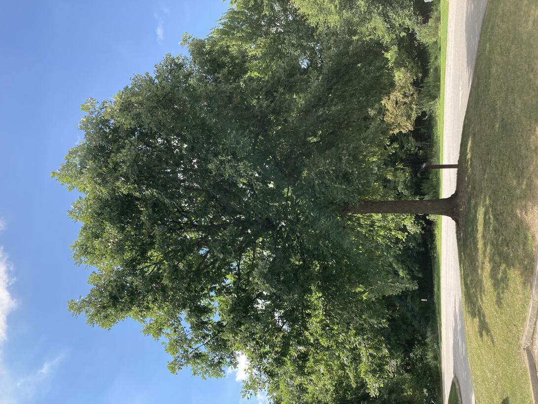 Bur Oak | CMP Tree Selection Tool